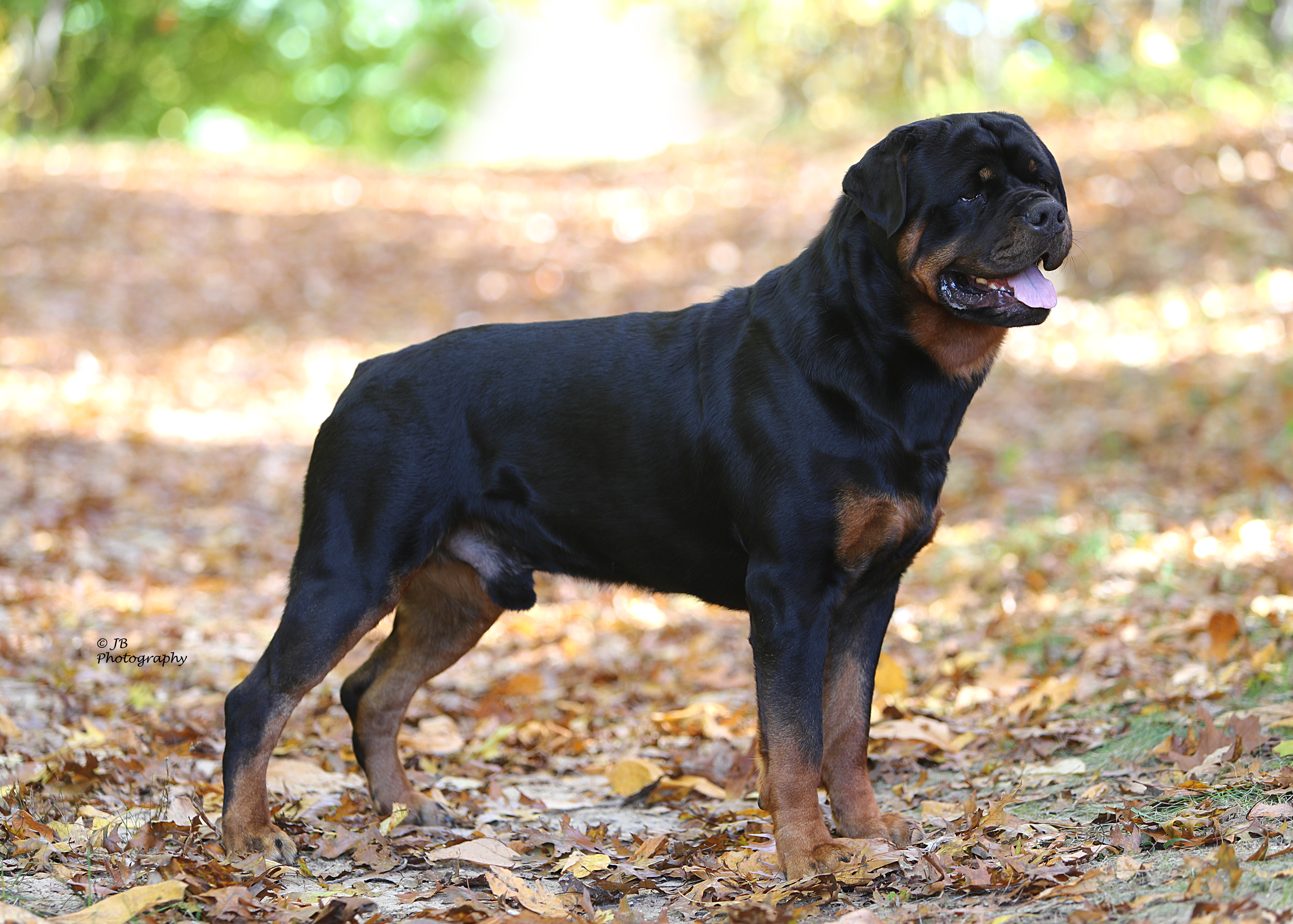 Brzustowicz Rottweilers – Rottweilers, Michigan